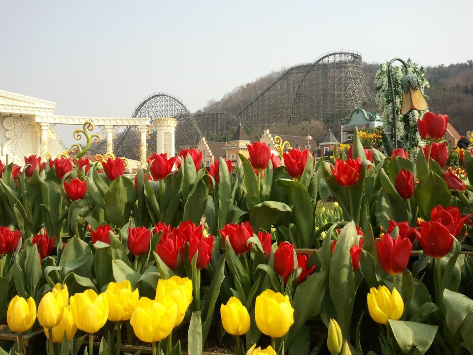 A review of Everland Amusement Park, Yongin, Gyeonggi-do - Day 5 in ...