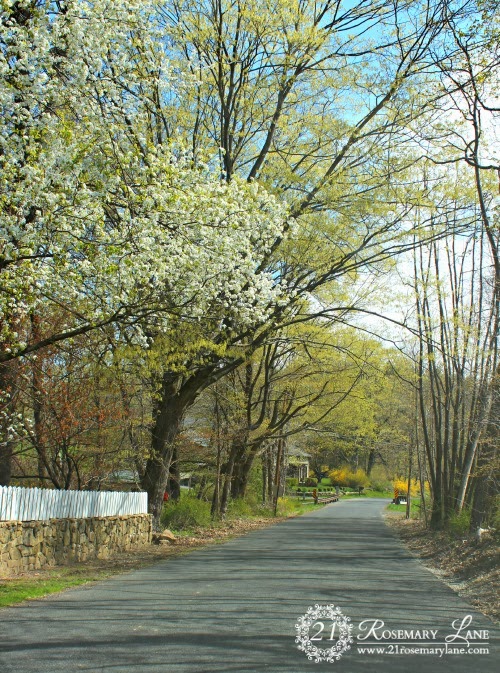 21 Rosemary Lane: Awaiting the Birth of Spring