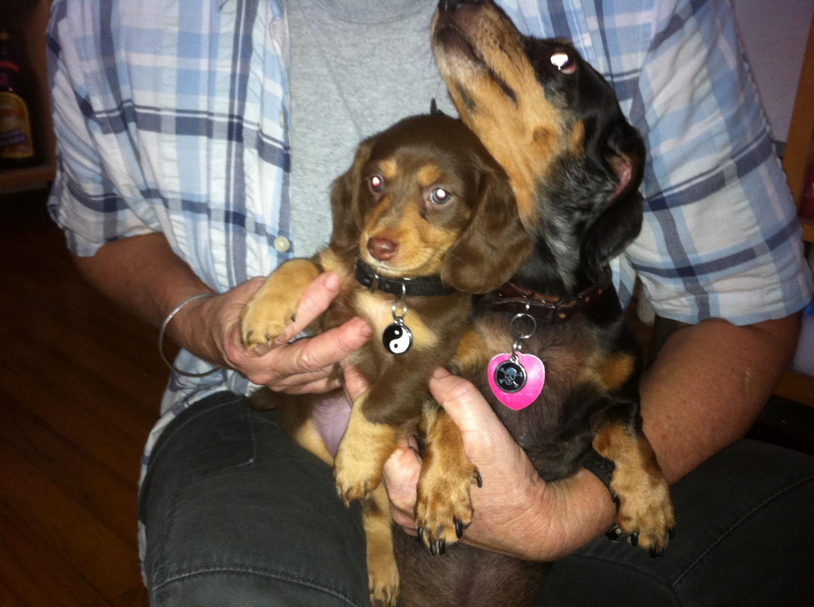 Raising Bindi: Raising Bindi