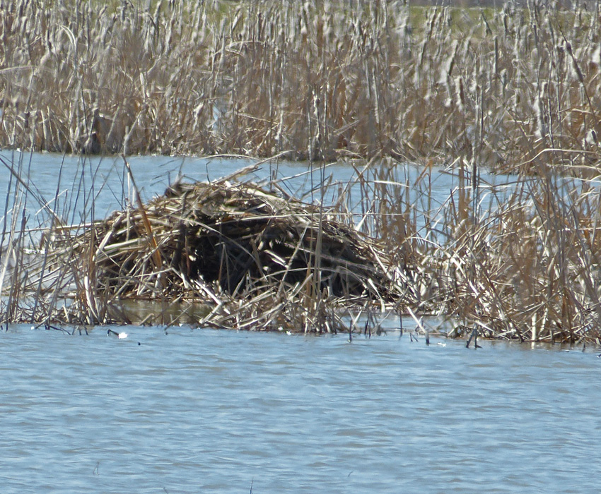Life, Birding, Photos and Everything: Follow the Birders to Goose Pond