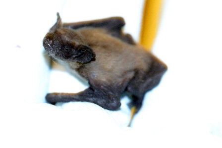 Bat Conservation Trust: Adventures in Bat-Sitting