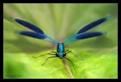 ADE-JARDIM: LIBÉLULA- LIBELINHA