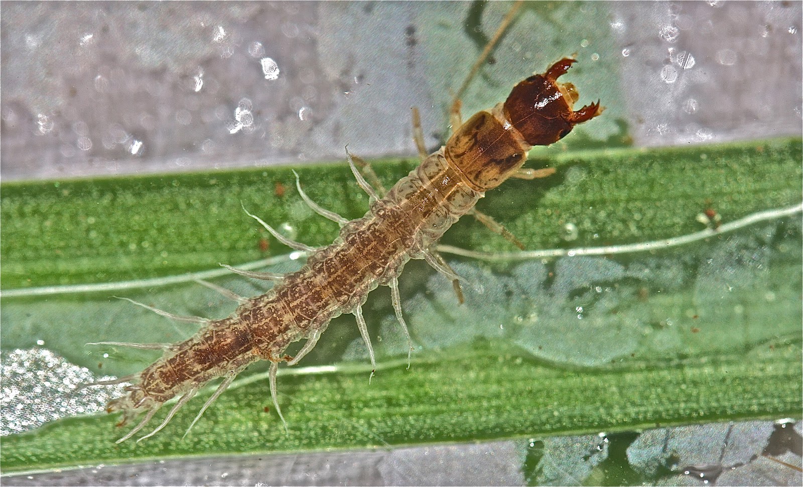 Aquatic Insects of Central Virginia: Mystery Insects in Sugar Hollow, I ...