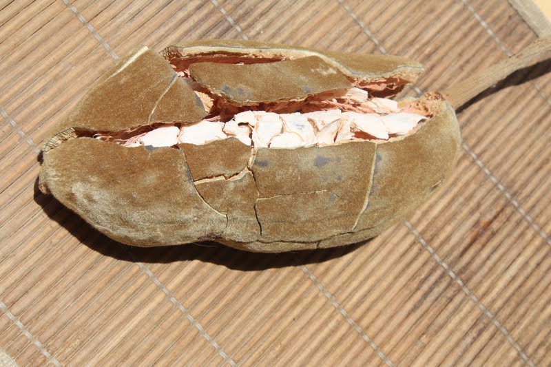 Petit Jaune & Petit Bleu: Mboudaké & Pain de singe