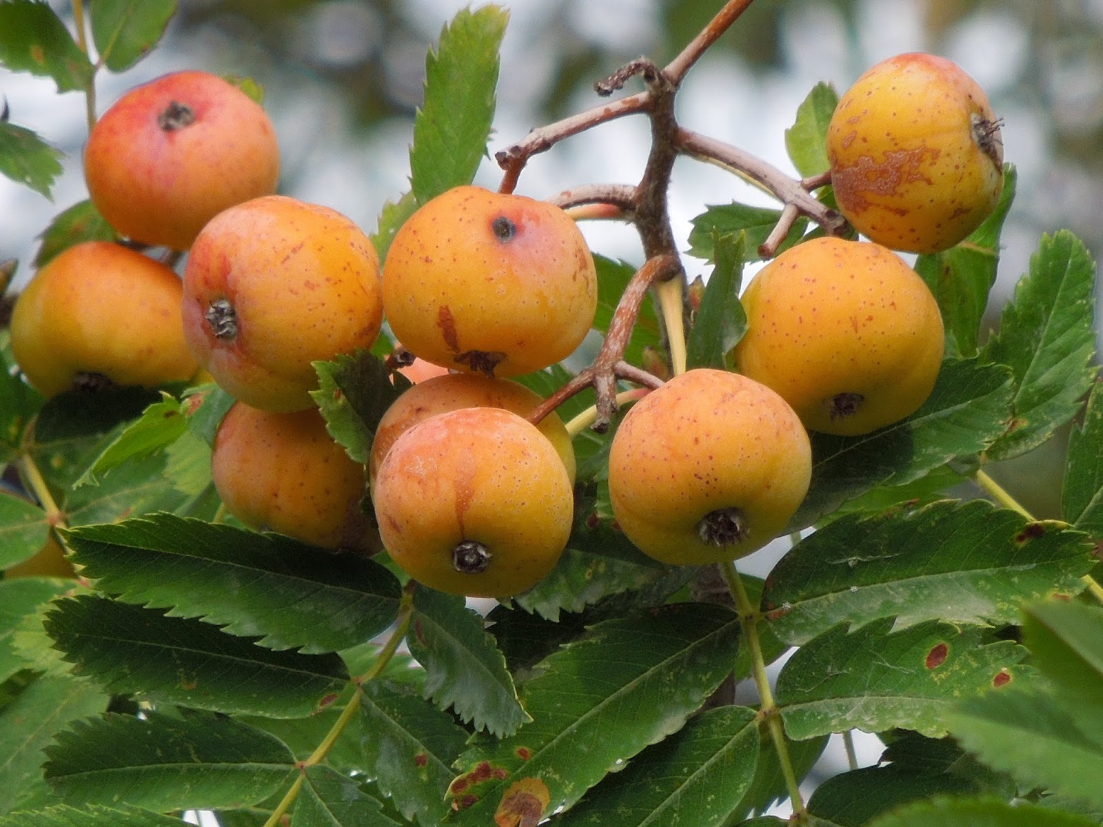 SERBAS Frutos del Serbal - BOTÀNIC SERRAT