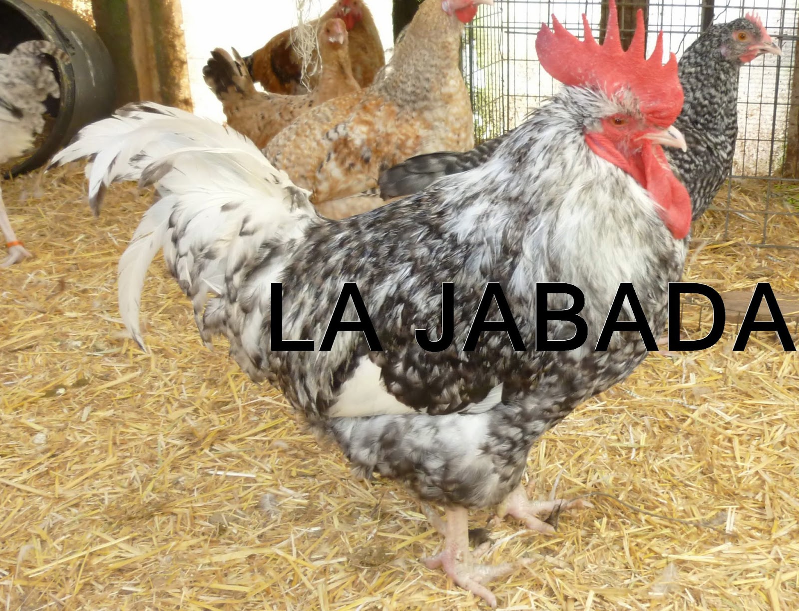 Asociación para la recuperación de la avicultura autóctona de las Islas ...