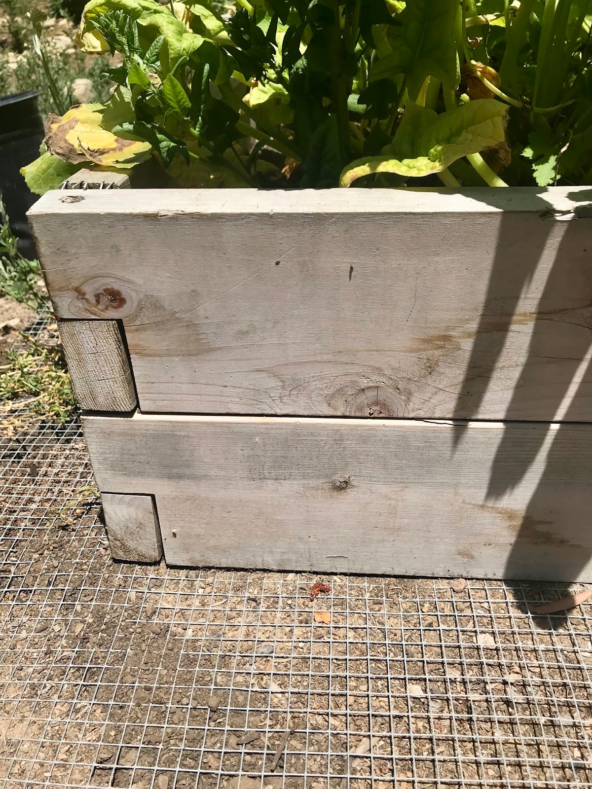 On Discovering A Garden: How to gopher proof your garden.....