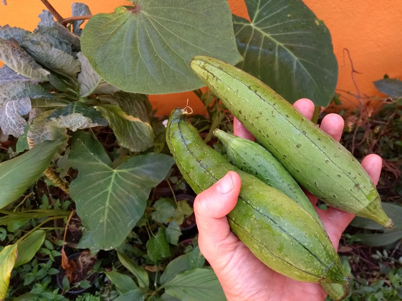 come-se: Bucha verde. Coluna Nhac do Paladar. Edição de 03 de maio de 2018