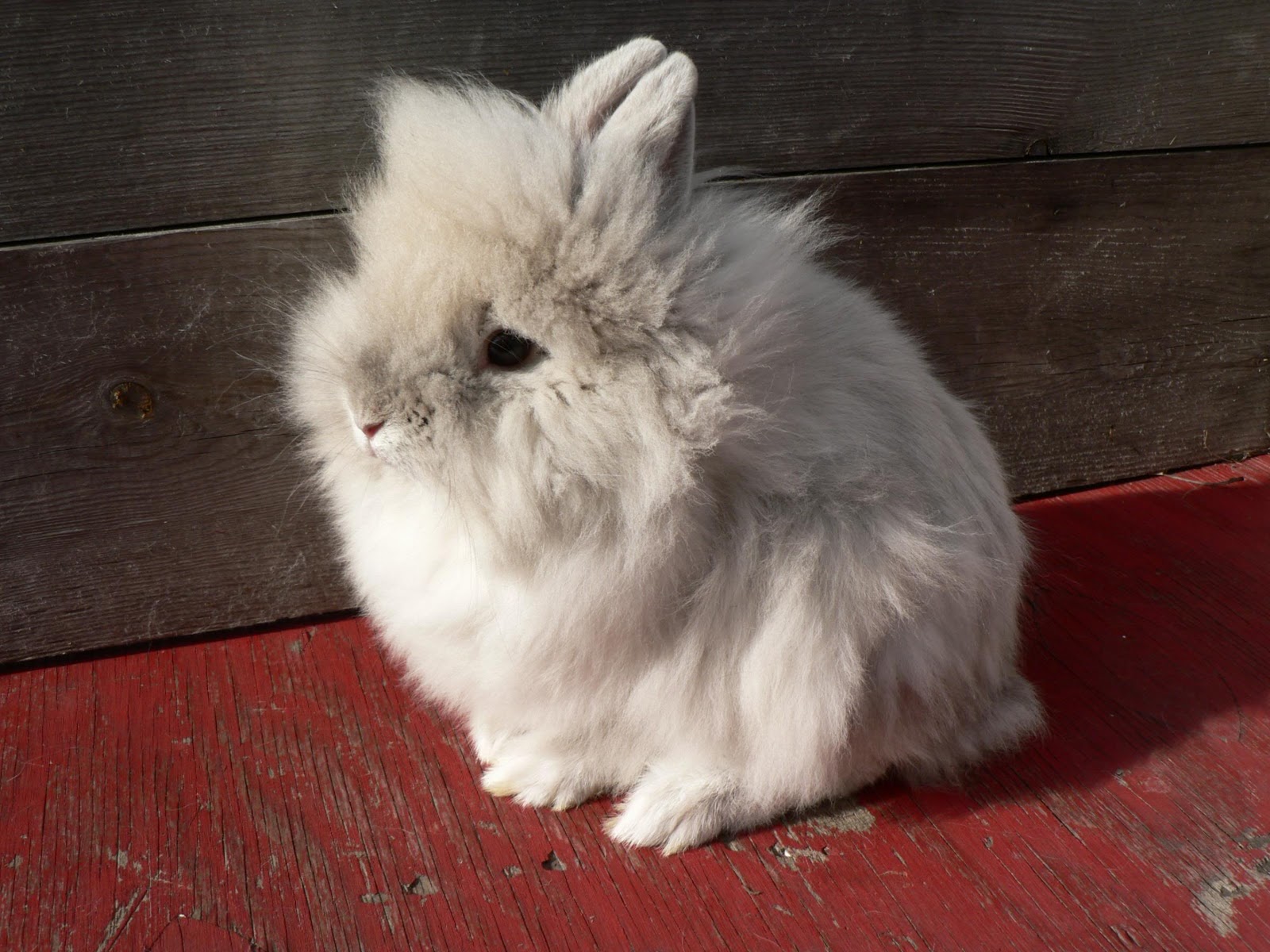 ! RABBIT IN THE WEB !: Rabbit Coat Color