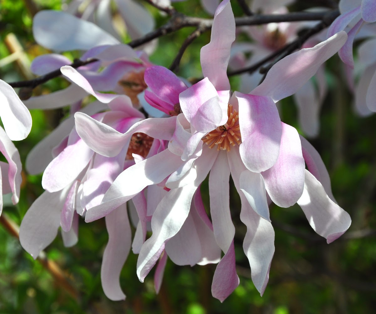 Three Dogs in a Garden: Spring Flowering Trees in all their Glory
