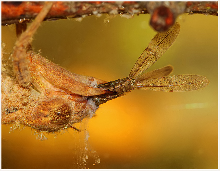 Kent Dragonflies: Watch Out.... Jaws is About!