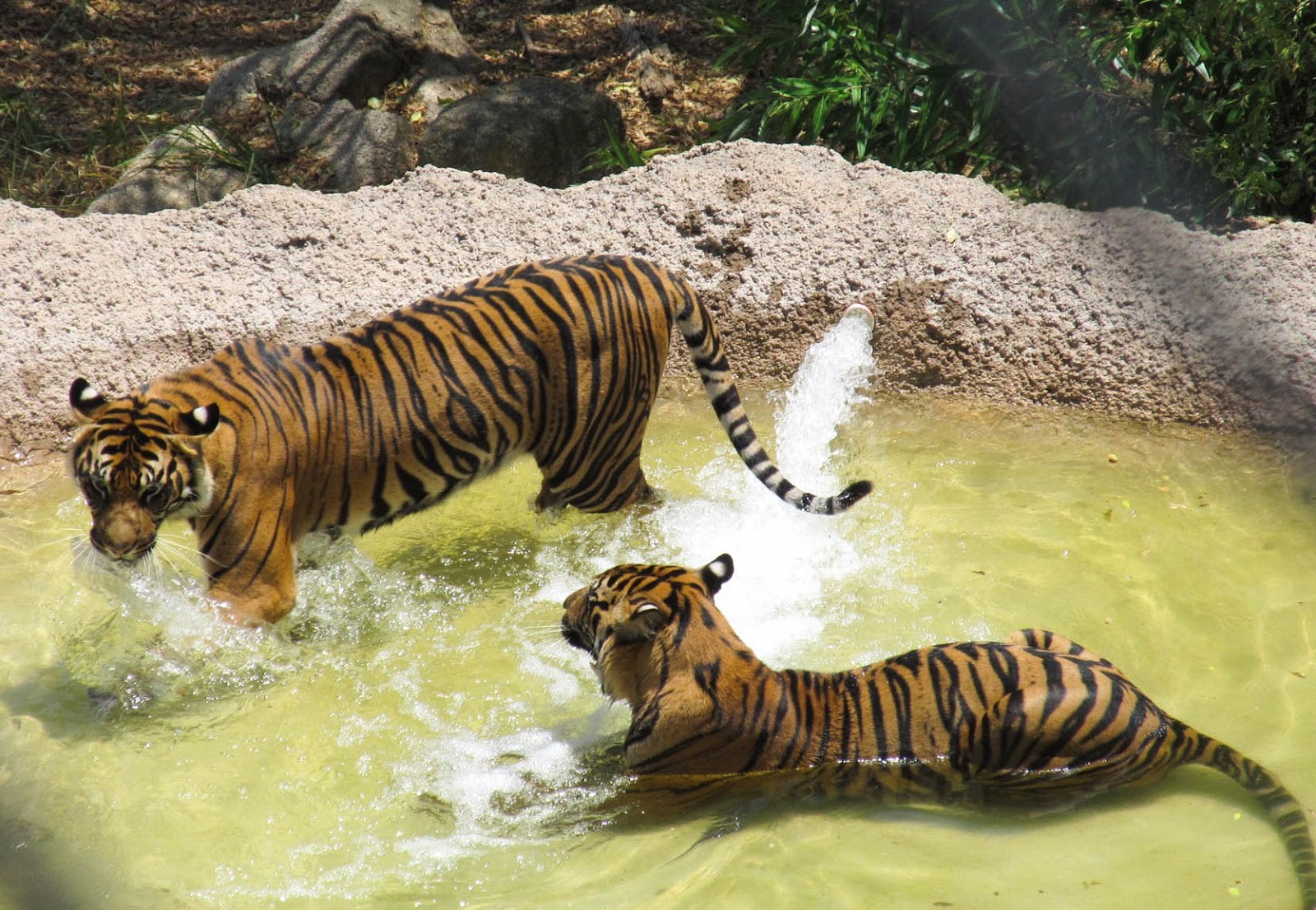 Life with Dylan: Happy Global Tiger Day!