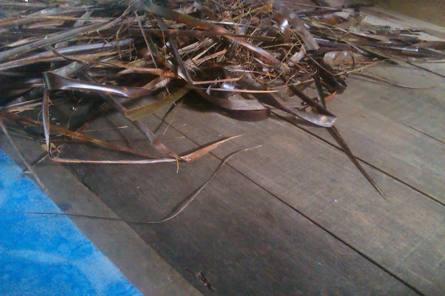 Meraut Daun Pokok Kelapa Untuk Dibuat Penyapu Lidi | Solehah Shamsuddin