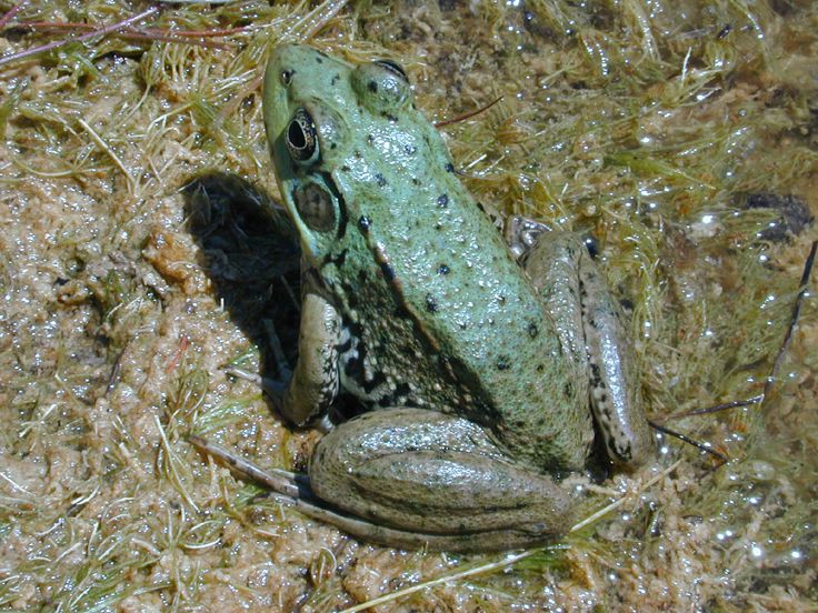 Field Biology in Southeastern Ohio: Reptiles and Amphibians