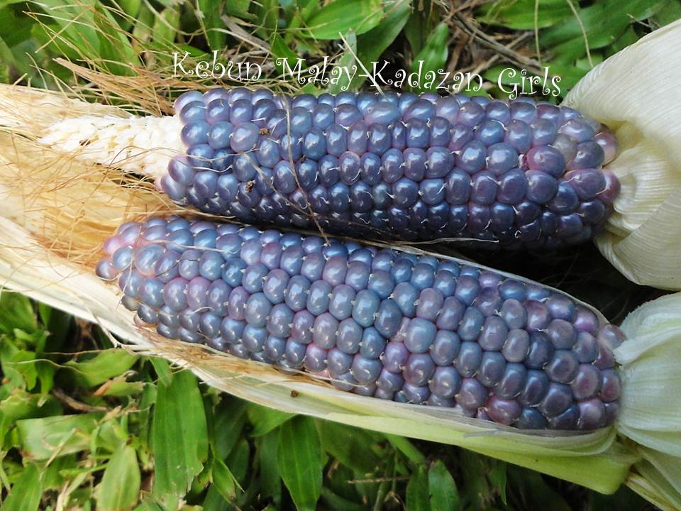 Kebun Bahagia Bersama: Jagung Heirloom Baby Blue Jade