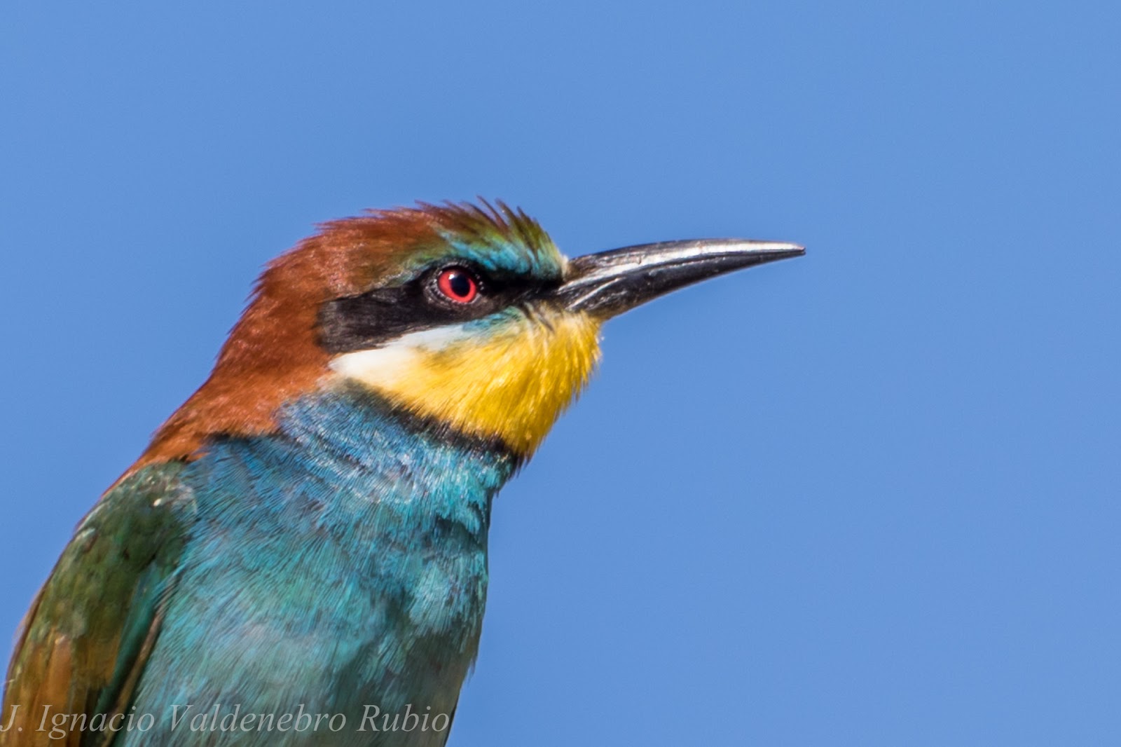 DocNatureBlog: El pájaro más colorido de nuestro entorno. Abejaruco ...