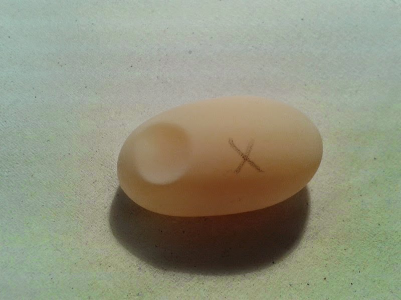 Clemmys guttata: The spotted turtle: More about dented eggs