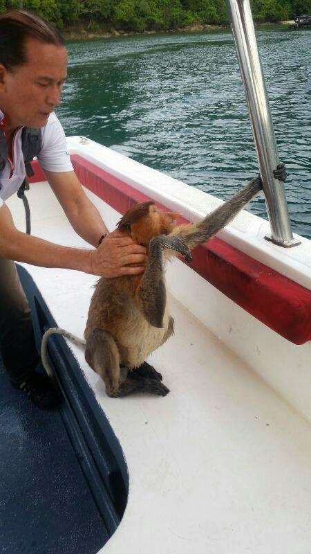 TRAVEL AND LEISURE IN BORNEO: Proboscis: The humble monkey