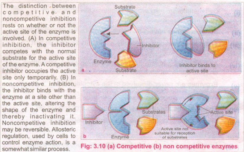 Knowledge Class: Enzymes