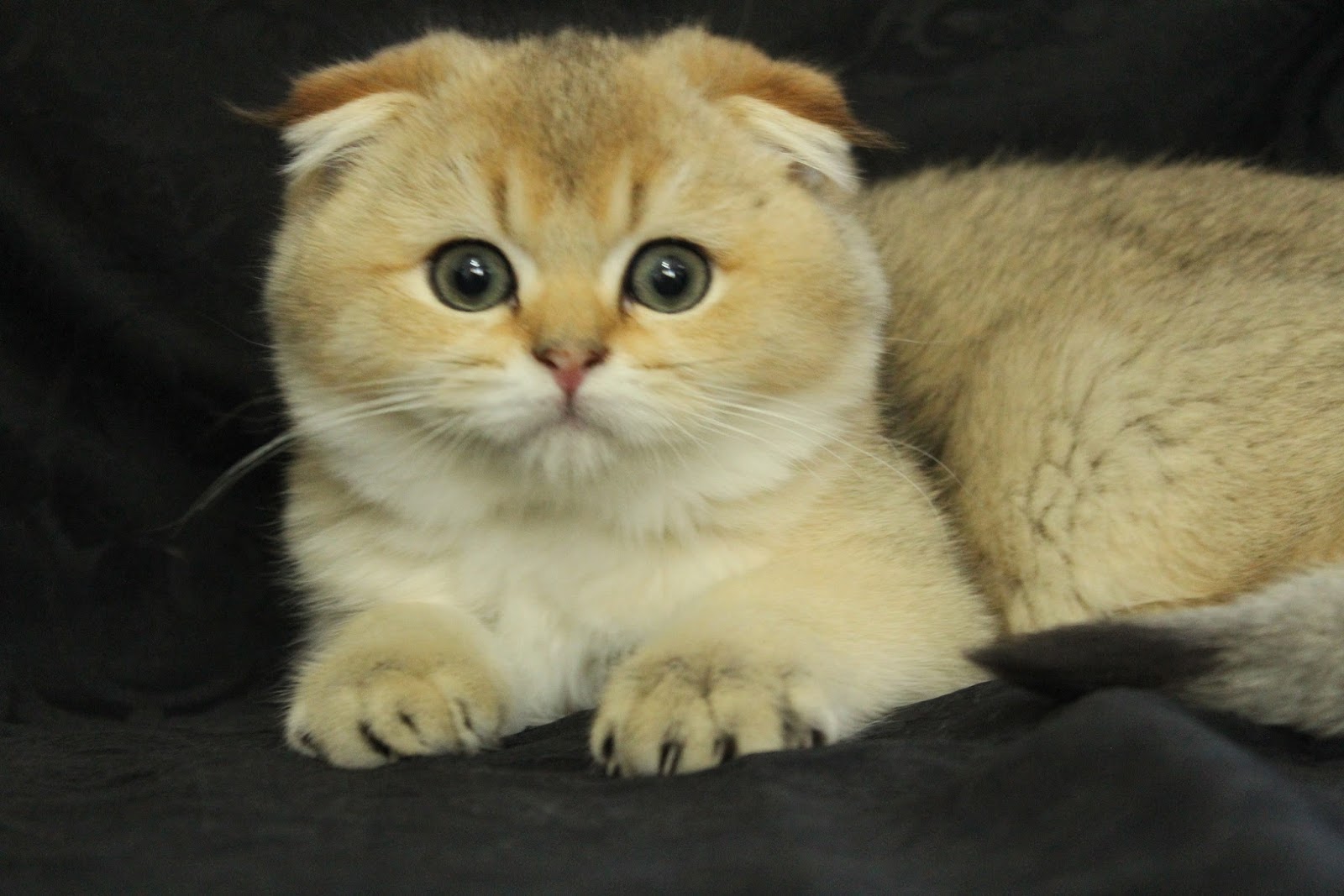 Sahibinden British Shorthair & Scottish Fold dişi erkek yavrular ...