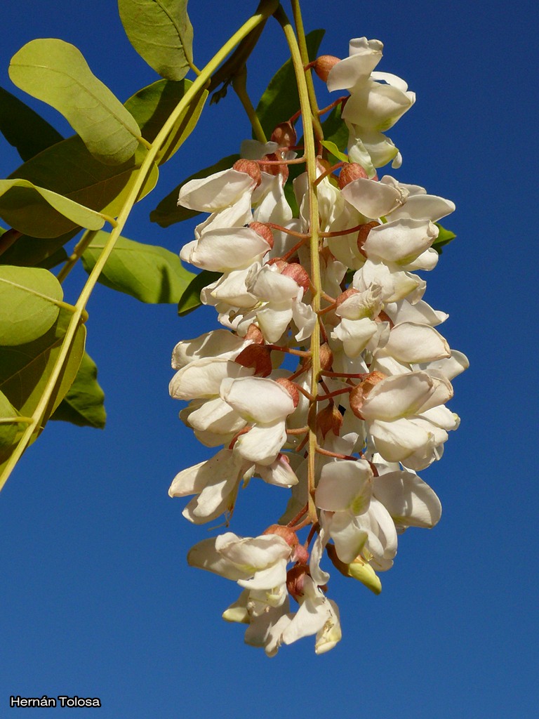 Flora Bonaerense: Acacia blanca (Robinia pseudoacacia)