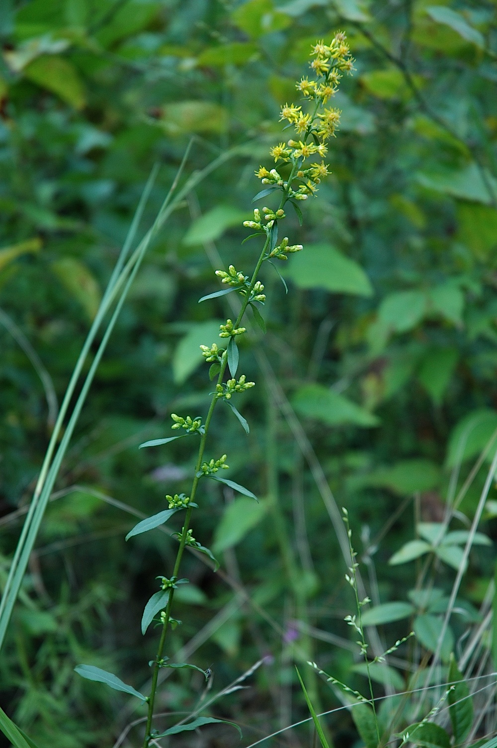 Field Biology in Southeastern Ohio: Some Ohio Goldenrods