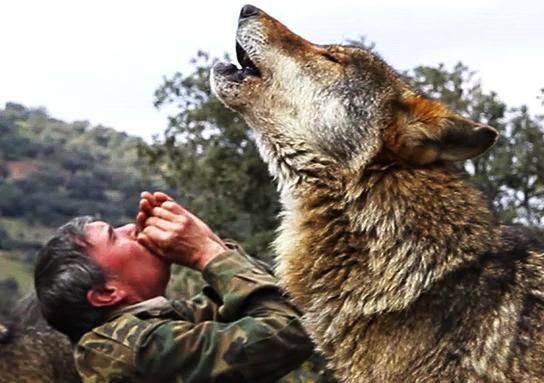 AMIGO LOBO: Blog lobero de Carlos Sanz: 2014