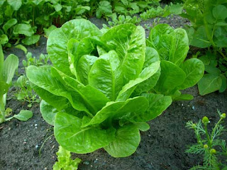 Raven's Herb and Garden Journey: How to Grow Lettuce