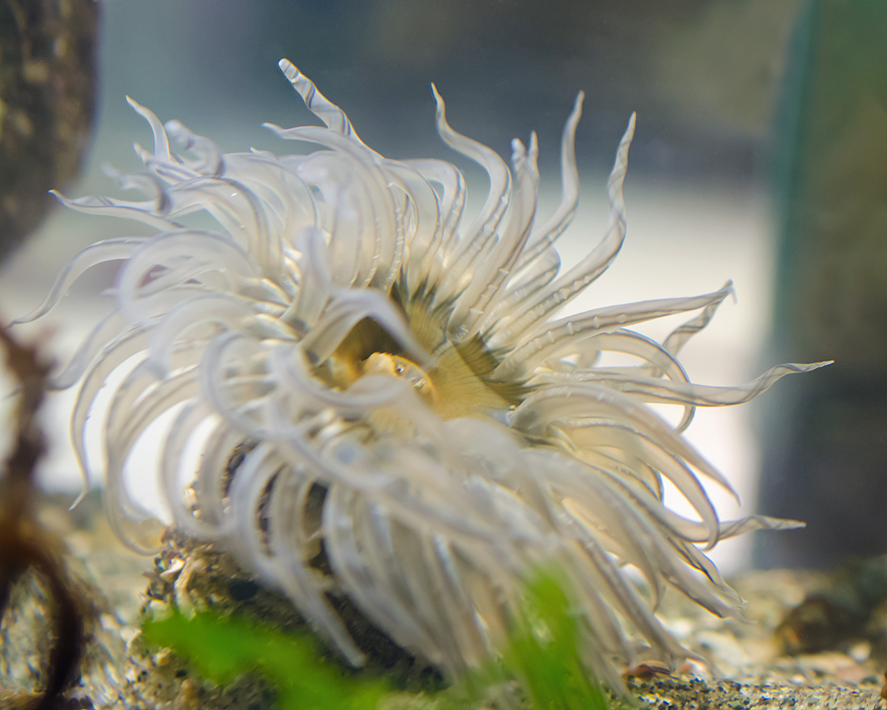 Wanderin' Weeta (With Waterfowl and Weeds): Supporting cast