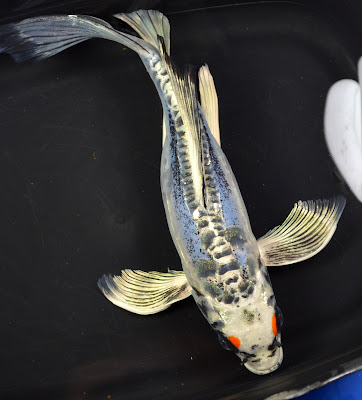 Koi To The World: Blue KOI