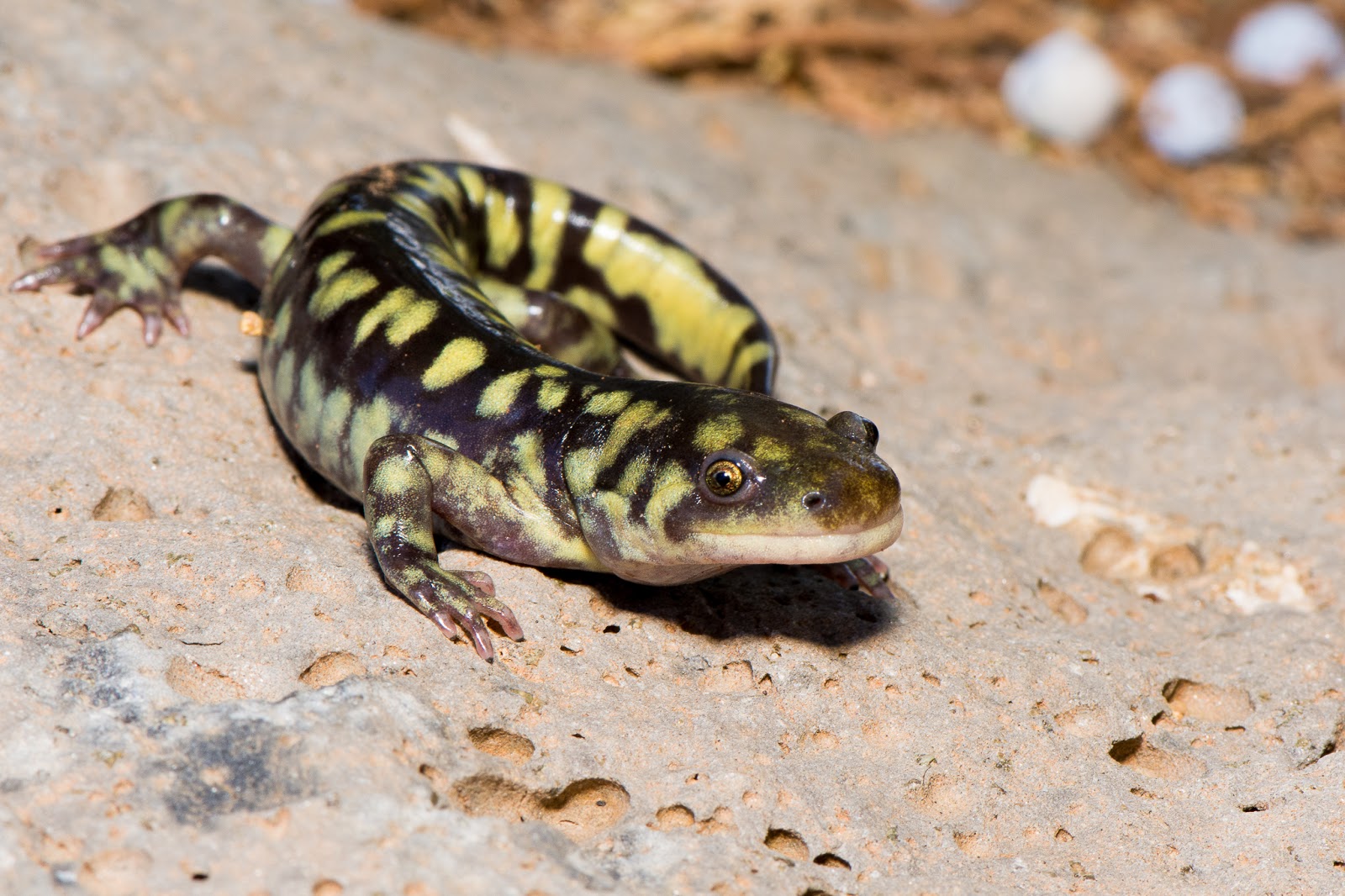 NeoVista Birds and Wildlife: Mojave Desert Field Herping