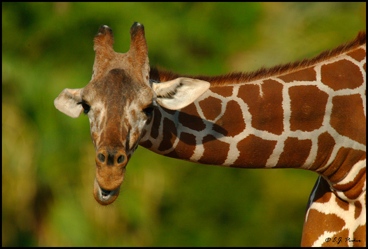 Animals pictures: Reticulated Giraffe