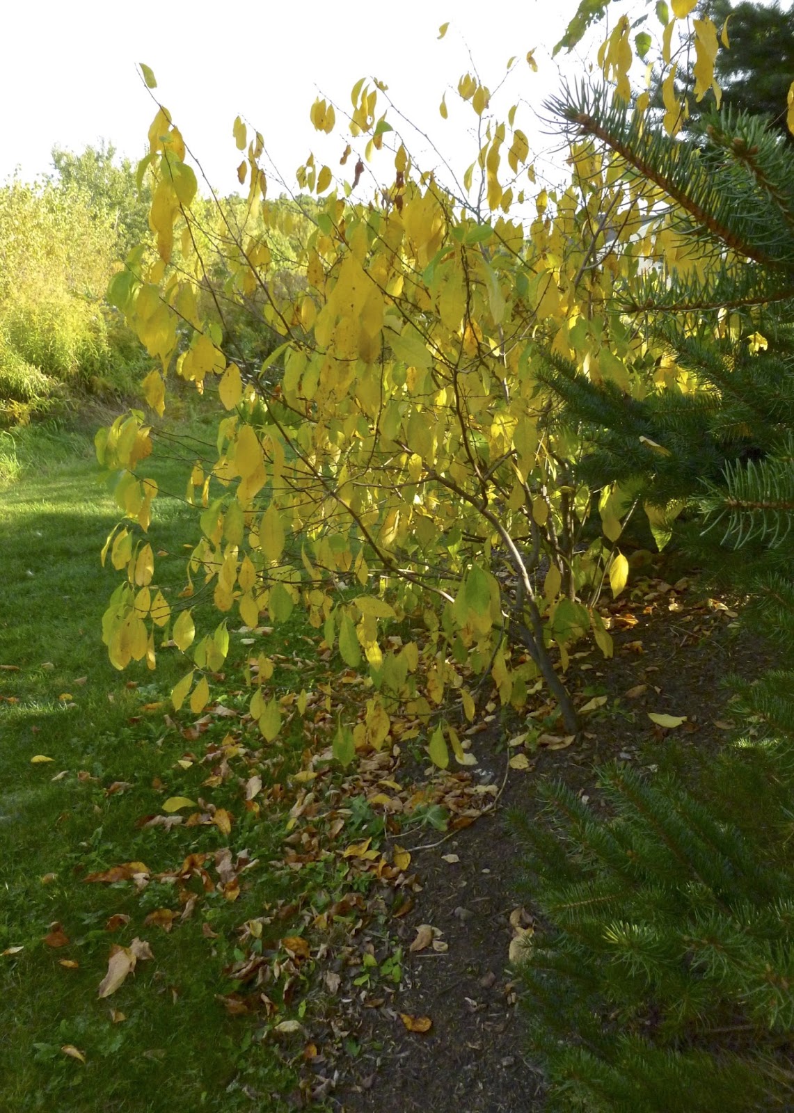 Plant Inventory at 20 Timothy : Lindera benzoin / Spicebush