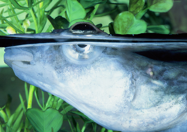 Four-Eyed Fish ~ Aquatic Animals