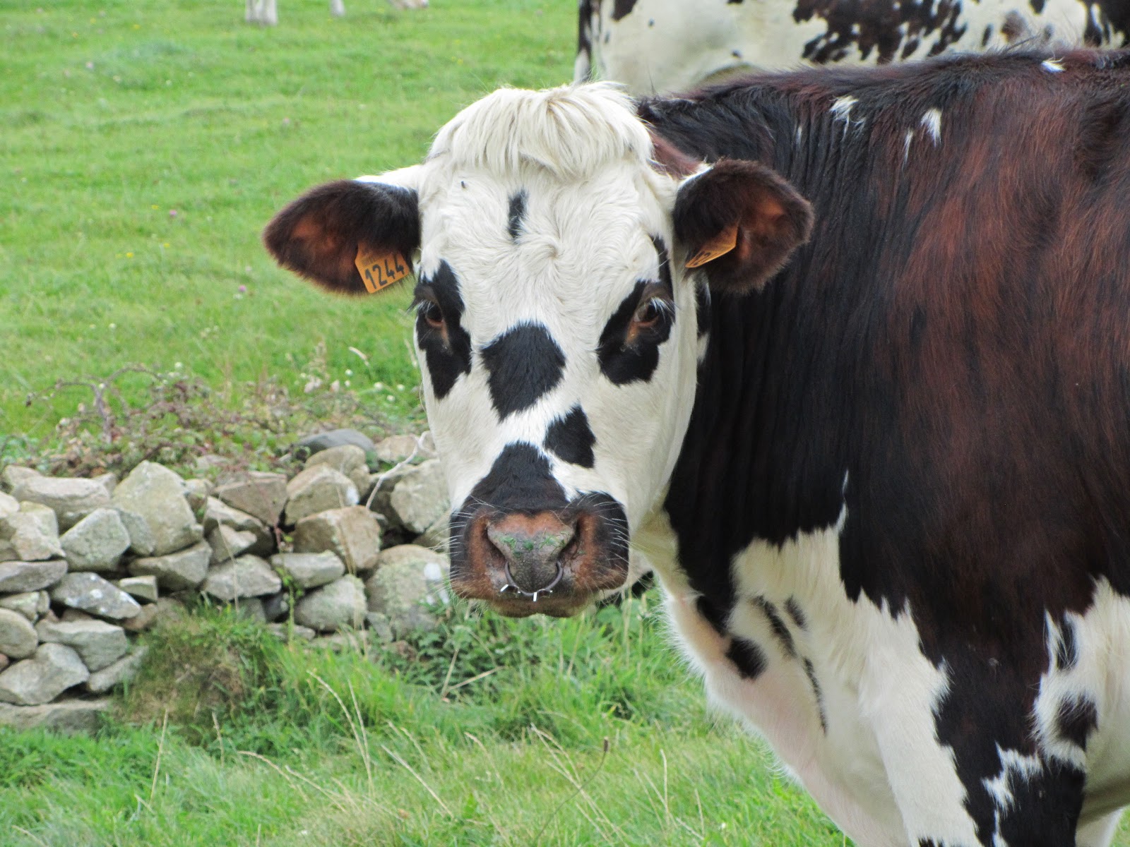 LA VACA NORMANDA: LA ESTRELLA DEL BLOG