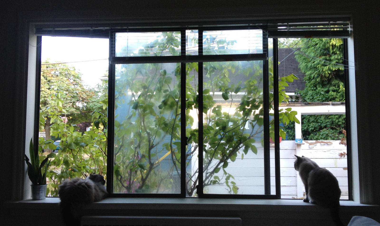 The Receptionist: Cute! Window kitties say hello