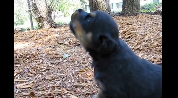 White Wolf : Rottweiler puppy howling to call for its mum in the cutest ...