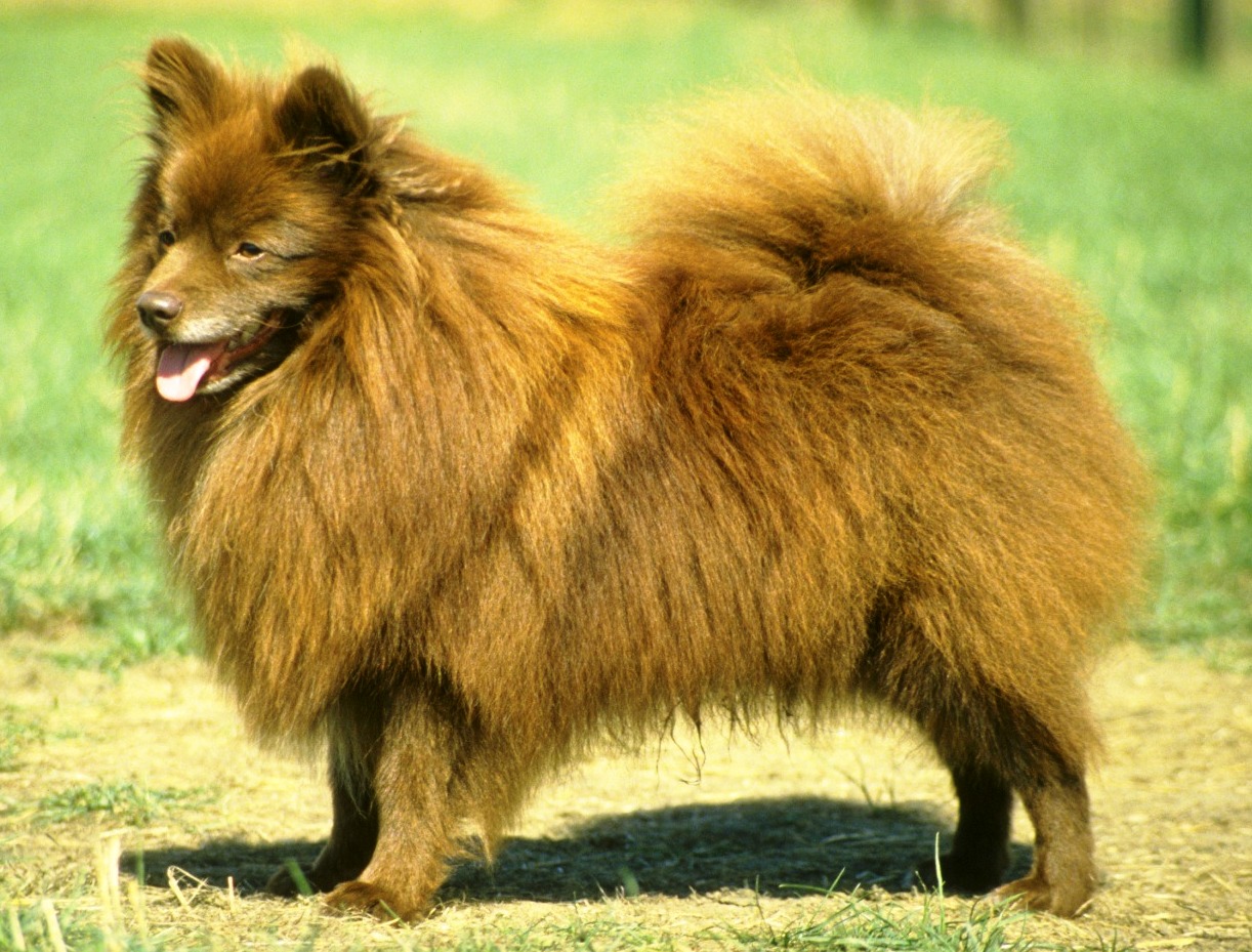 About Dog German Spitz