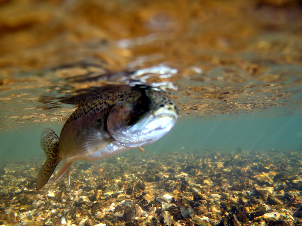 Rainwater's Creekside Ramblings: Never underestimate the leech