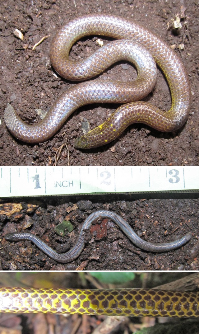 Species New to Science: [Herpetology • 2020] Uropeltis rajendrani • A ...