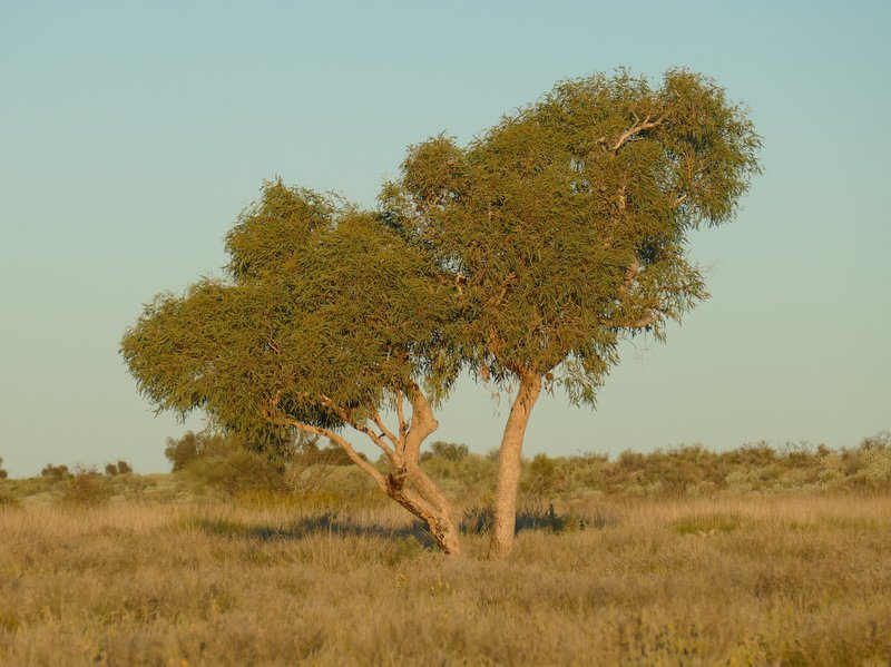 Ian Fraser, talking naturally: The Great Sandy Desert: #3, trees and herbs