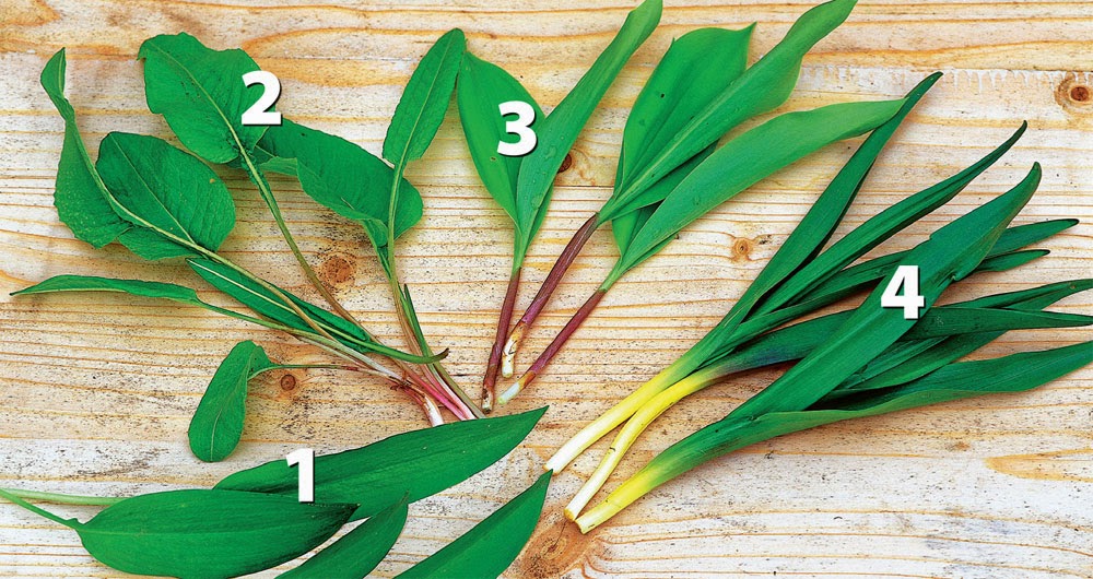 Naturalicious : Wild garlic (čemaž)