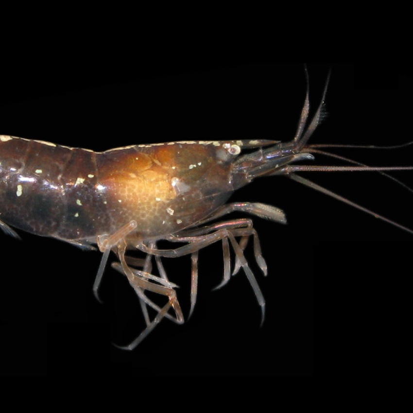 Species New to Science: [Crustacea • 2017] Athanas alpheusophilus ...