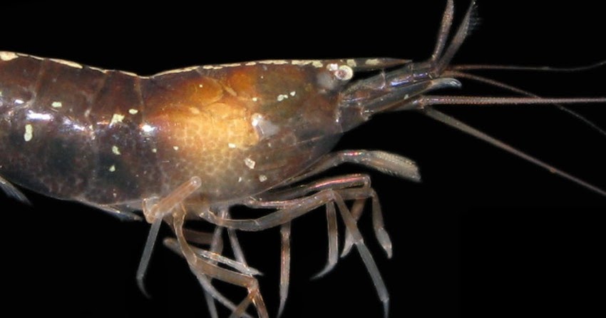 Species New to Science: [Crustacea • 2017] Athanas alpheusophilus ...