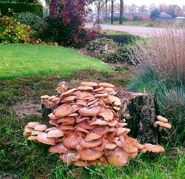 Dorpen en Steden van Nederland: Loosbroek (Noord-Brabant)
