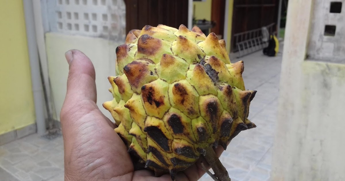 A saúde pela boca: Atemoia beneficios culinário fitoterapeutico