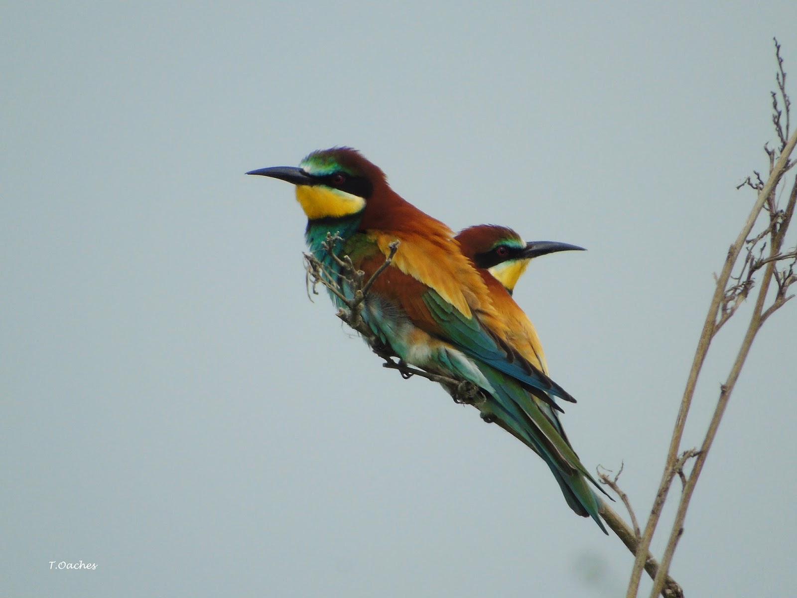 PASARI DIN ROMANIA: PRIGORIE, Merops apiaster