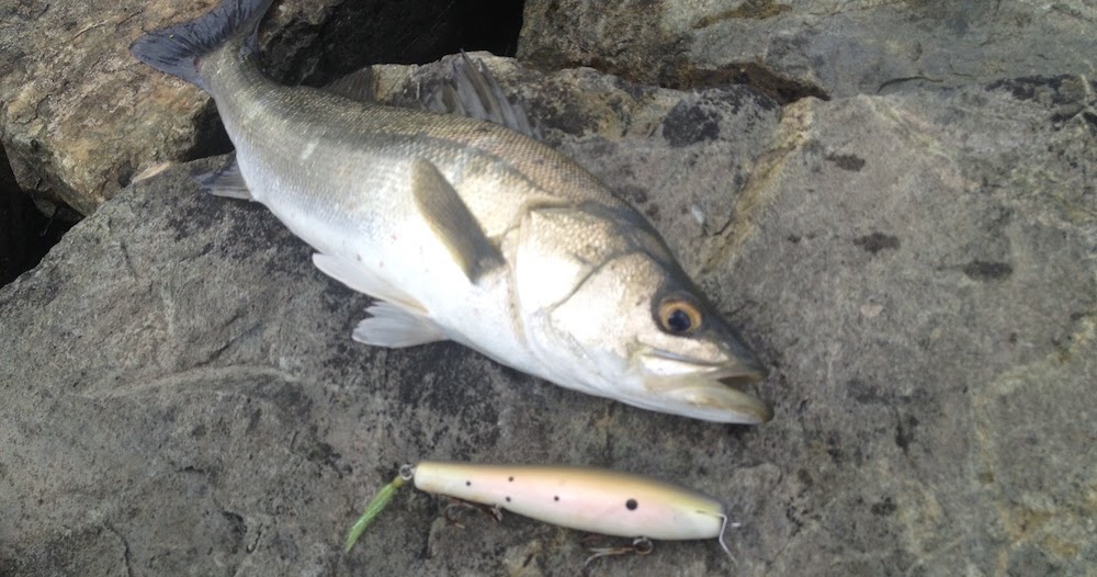 American saltwater lures can catch Japanese fish?: (No. 284) Japanese ...