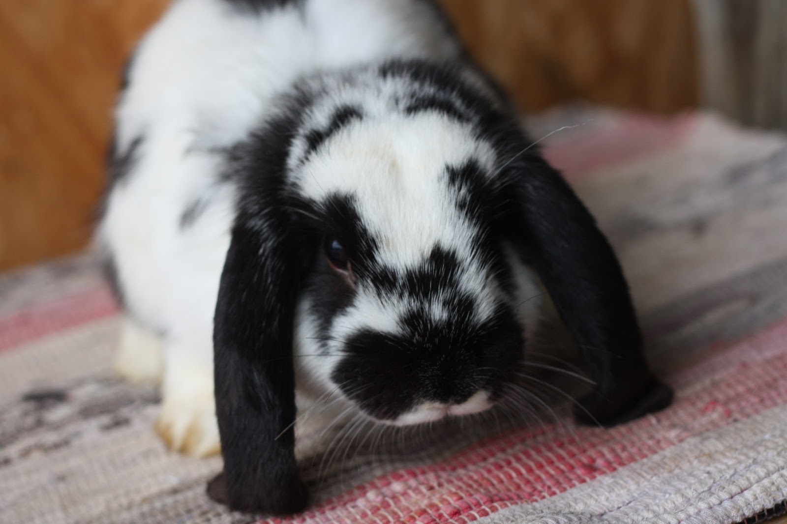 Silver Gate Rabbitry Bunny Blog: Still available!