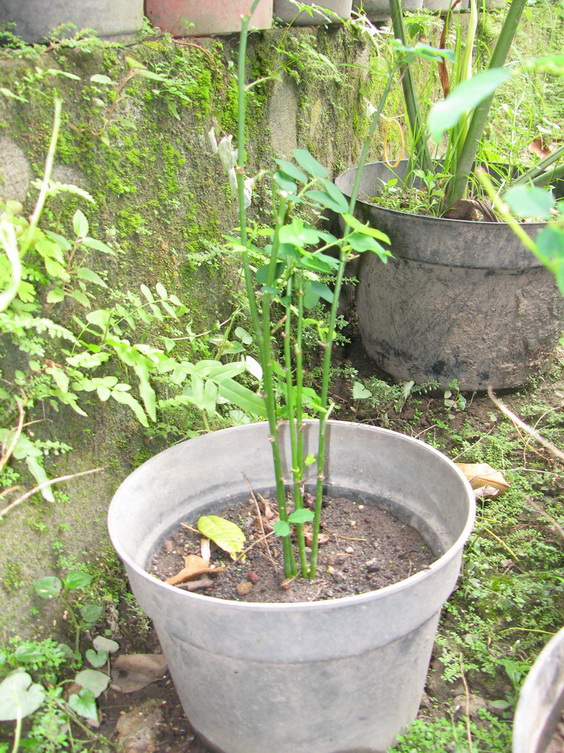 OTAK - ATIK ELEKTRONIK: Manfaat Daun Katu(k) dan Cara Unik ...